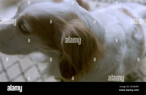 Springer Cocker Sprocker Spaniel Stock Videos And Footage Hd And 4k Video Clips Alamy