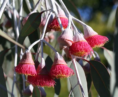 Eucalyptus Leaves And Flower