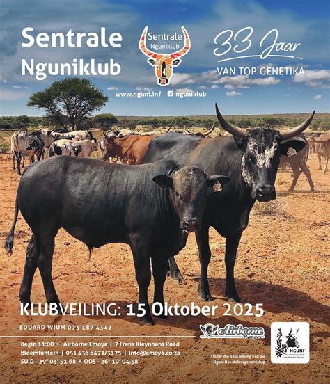 Nguni Cattle Nguni Cattle Breeders Society Of Sa