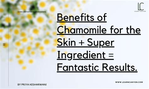 What Is Chamomile Extract And Its Benefits Learn Canyon