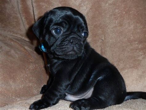 Pug Mix Breeds For Loving Families