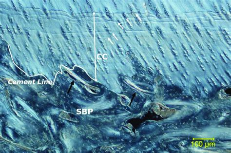 High Resolution Differential Interference Contrast Dic Optical Light Download Scientific