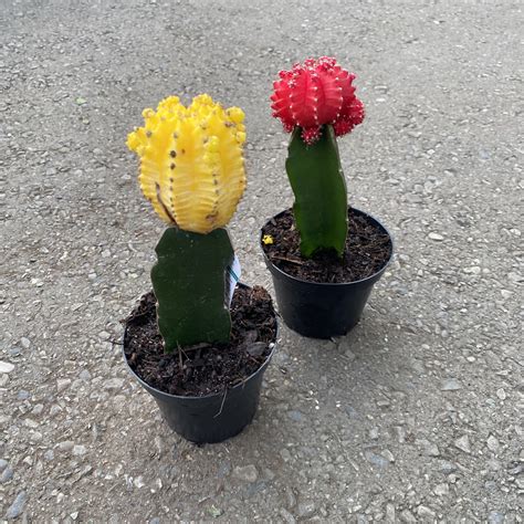 Moon Cactus Arrangement At Milla Hawthorn Blog