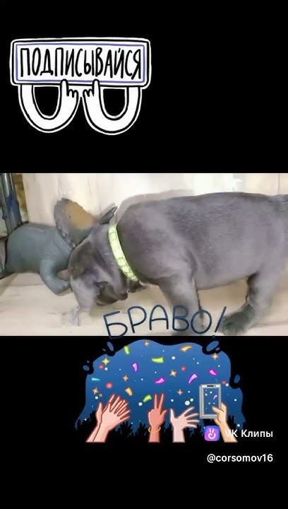 Малыш французская булочка бульдоги бульдожка бульдог Youtube