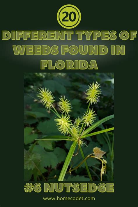 Identify Florida Lawn Weeds A Comprehensive Guide