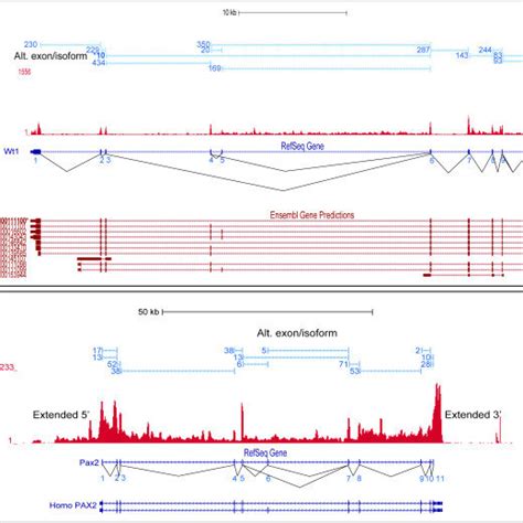 transcript map of the gnas complex imprinted locus six transcriptional