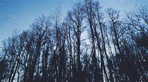 Обои звездное небо деревья небо 1920x1080 Full Hd от Chappie картинки на рабочий стол и заставки