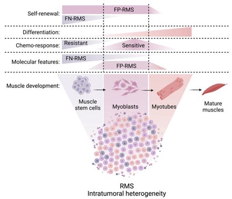 Rms Cell To Cell Heterogeneity Recapitulating Distinct States Of Muscle
