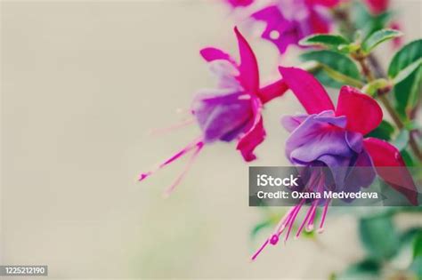 핑크 섬세 한 자홍 색 꽃입니다 공간을 복사합니다 인사말 카드 격 조 공원에 대한 스톡 사진 및 기타 이미지 공원 관목 귀여운 Istock