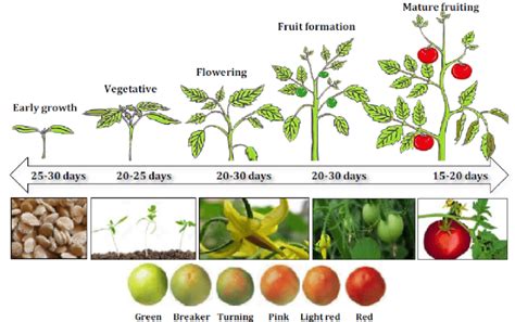 Tomato Plant Germination