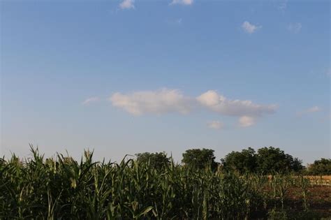 Premium Photo A Field Of Corn And Trees