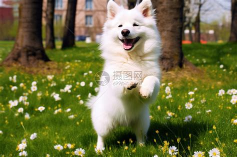 宠物狗萨摩耶高清图片下载 正版图片600184860 摄图网