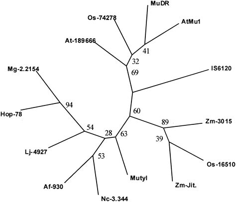 Mutator Like Element In The Yeast Yarrowia Lipolytica Displays Multiple Alternative Splicings
