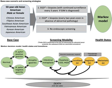 Markov Model Simulating Gastric Cancer Screening For Asian American Download Scientific Diagram