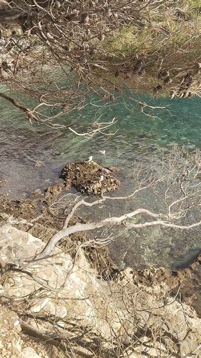 🦢🤍shortsfeed Ytshorts Shorts Shortvideo Short Shortsviral Youtube