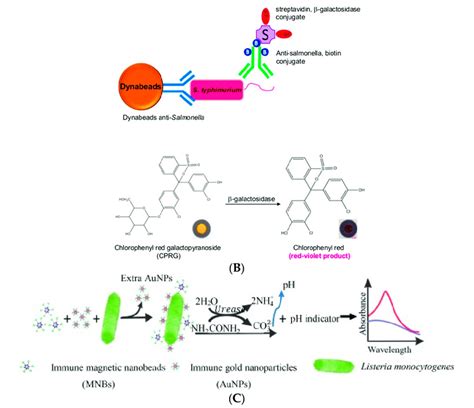 application of colorimetric biosensor in foodborne pathogen detection download scientific