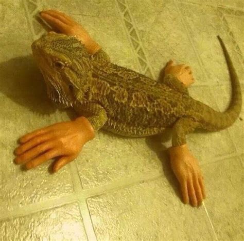 892 Best Scp 682 Images On Pholder Scp Dank Memes From Site19 And Scp Memes