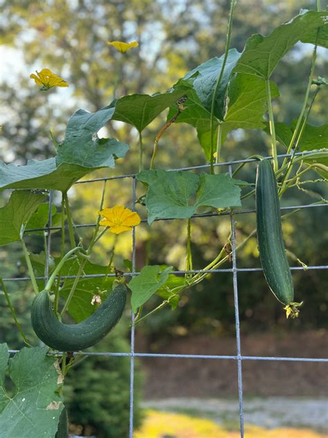 Dishcloth Gourd Luffa Gourd Baker Creek Heirloom Seeds
