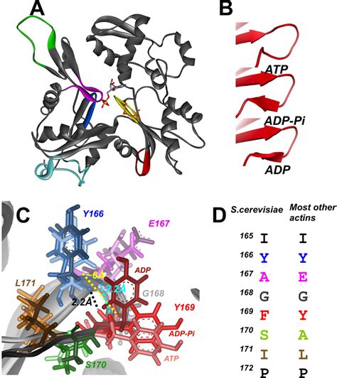 The W Loop Region Of Actin In Different Nucleotide States A Shown Are Download Scientific