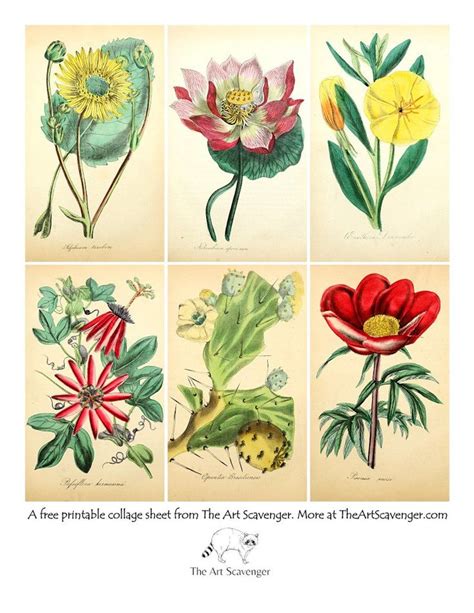 Free Floral Printable Collage Sheets — The Art Scavenger Free Collage