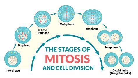 Stages Of Mitosis Biology Review Video