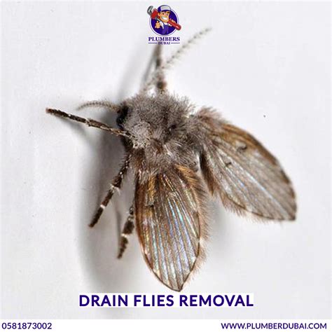 Drain Flies Removal 0581873002 Plumber Dubai 247