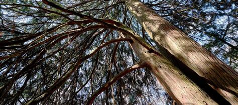 The Ultimate Cedar Tree Identification Guide Eathappyproject