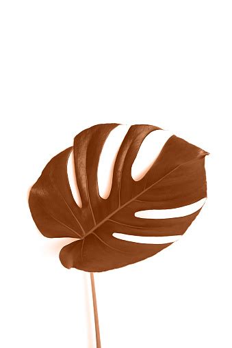 아름 다운 몬스테라 잎은 흰색 배경에 고립되어 있습니다 미니멀리즘의 개념 공간을 복사합니다 2024 년의 색상 시연 복숭아 0