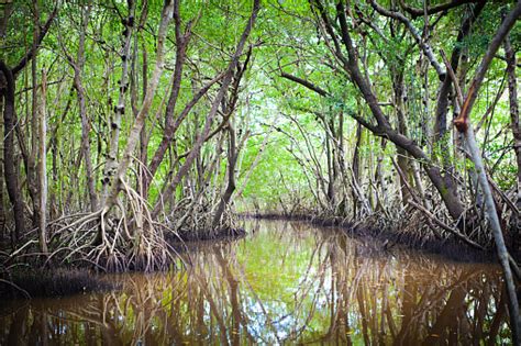 Pantano Manglar De Humedales Paisaje En El Parque Nacional Everglades