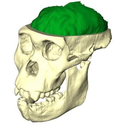 Australopithecus Sediba Online Biology Dictionary