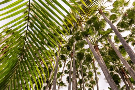 전경에서 대형 팜 잎 야 자 나무의 밀도가 덮여 숲의 아래에서 보기 0명에 대한 스톡 사진 및 기타 이미지 0명 관광 나무 Istock