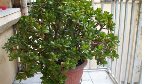 სახლის აფთიაქი ფანჯრის რაფაზე ბარაქის ხის სამკურნალო თვისებები რომელთა შესახებ ცოტას სმენია