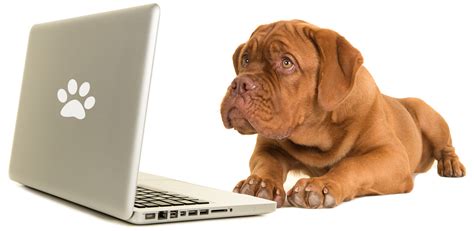 Itchy Smelly Dog Ears What It Means Dogs Ear Infection Treatment