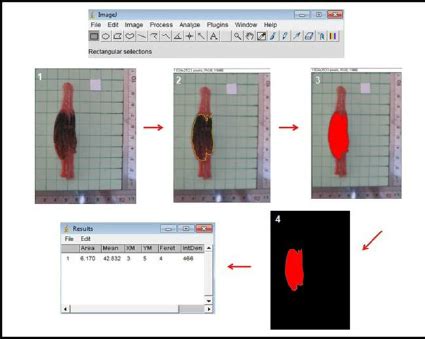 Measurement Of Ulcer Area By Imagej Program Horizontal And Vertical