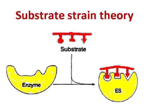 Вiochemistry Of Enzymes Enzyme Classifcation 1 Oxidoreductases
