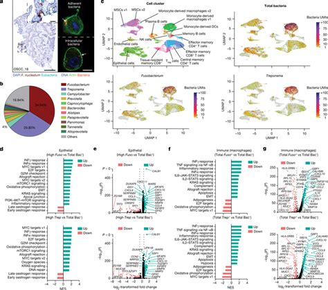 Effect Of Cell Associated Intratumoral Bacteria On Transcriptomics In Download Scientific