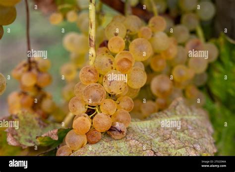 Harvest Time In Cognac White Wine Region Charente Ripe Ready To