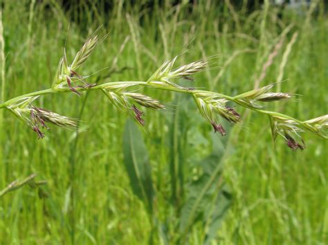 Плевел 75 фото фото картинки и рисунки скачать бесплатно