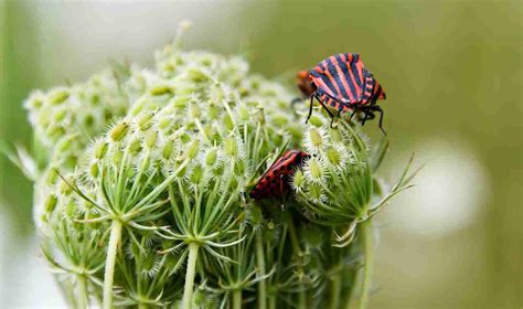 Do Indoor Plants Attract Bugs