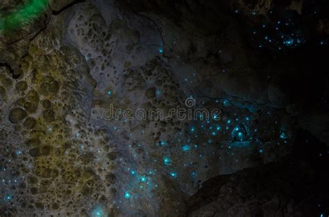 Bioluminiscent Glühwürmchen Die In Waipu Höhlen Northland Nordinsel Neuseeland Glänzen
