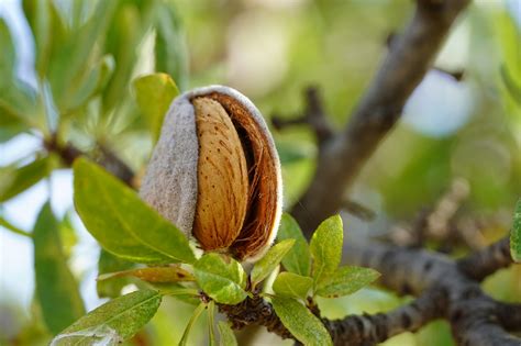 아몬드 견과류 나무 Pixabay의 무료 사진