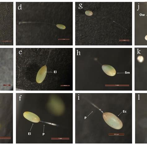 Sample Size Calculated And Determined Using Raosoft Sample Size Calculator Download Scientific