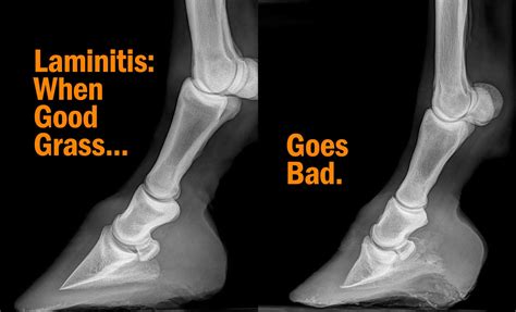 Green Grass Founder Laminitis Del Oeste Equine Hospital