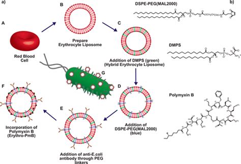 Erythro Pmbs A Selective Polymyxin B Delivery System Using Antibody Conjugated Hybrid