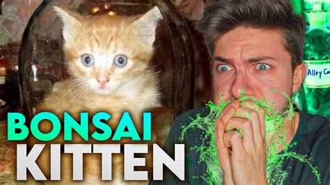 Bonsai Kittens Un Esperimento Deviato Jematria Youtube