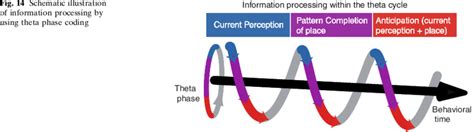 Schematic Illustration Of Information Processing By Using Theta Phase Download Scientific