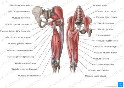 Músculos De La Cadera Anatomía Funciones Inervación Kenhub