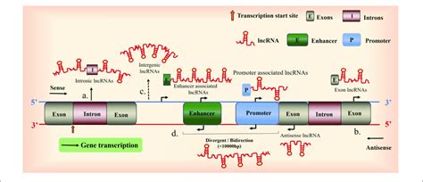 Overview Of Long Non Coding Rna Lncrna Biogenesis A Schematic Download Scientific Diagram