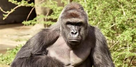 Boy In Gorilla Cage Reminds Moms That Were Always To Blame Yourtango