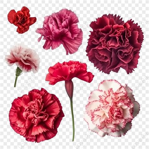 카네이션 꽃잎 레드빨간색어머니꽃다발